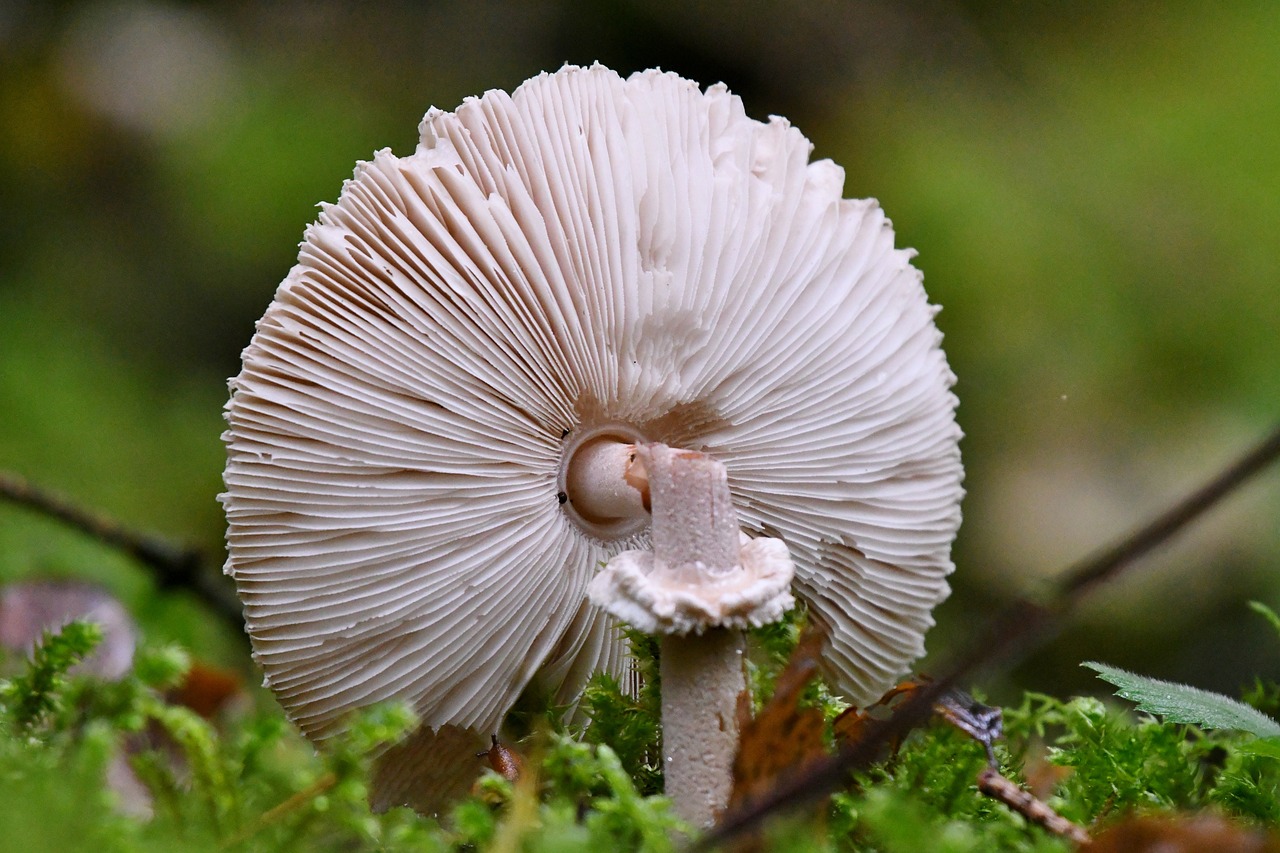 Technical Difficulties – Integrated Path